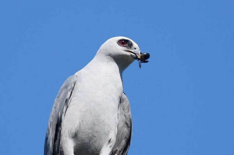 6 Species of Hawks in Mississippi (With Pictures) - Wildlife Informer