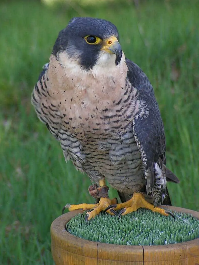 3 Species of Falcons in Utah (With Pictures) - Wildlife Informer