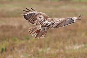 8 Species of Hawks in Washington State (Pictures) - Wildlife Informer