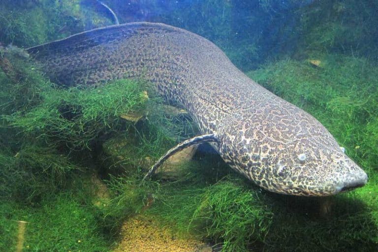 10 Animals That Hibernate in the Summer - Wildlife Informer