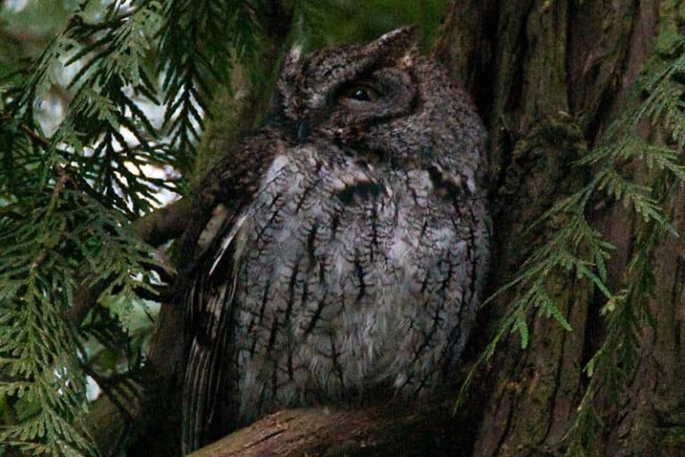 Owls in Nevada (10 Species With Pictures) - Wildlife Informer
