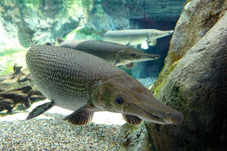 These Are 12 of the Largest Freshwater Fish on Earth - Wildlife Informer