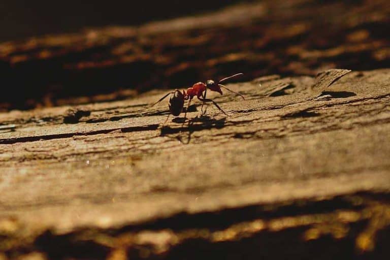 20 Common Winter Pests That Invade Homes and Yards - Wildlife Informer