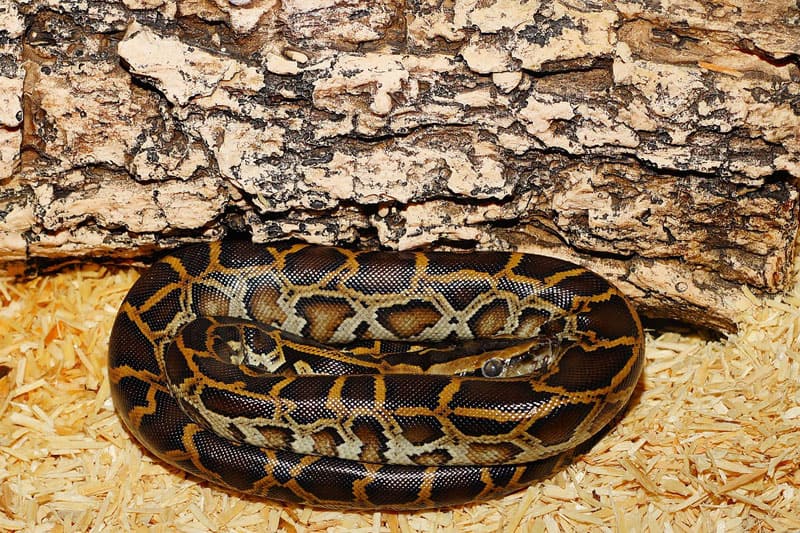 Do Burmese Pythons Make Good Pets Wildlife Informer