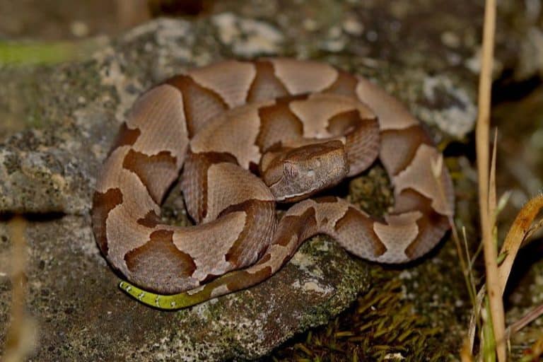 22 Species of Venomous Snakes in the US (With Pictures) - Wildlife Informer