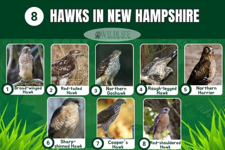 8 Species of Hawks in New Hampshire (With Pictures) - Wildlife Informer