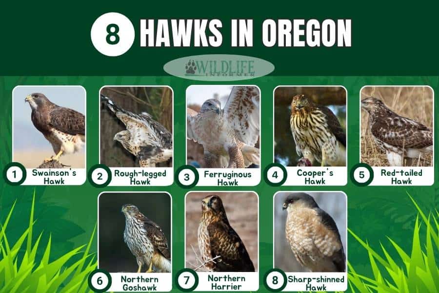 8 Species of Hawks in Oregon (With Pictures) - Wildlife Informer