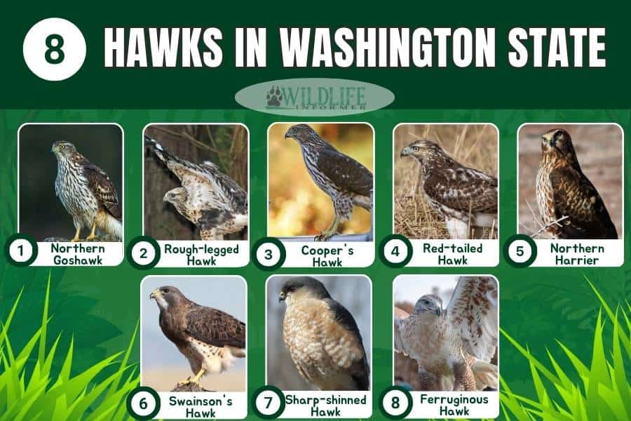 8 Species of Hawks in Washington State (Pictures) - Wildlife Informer