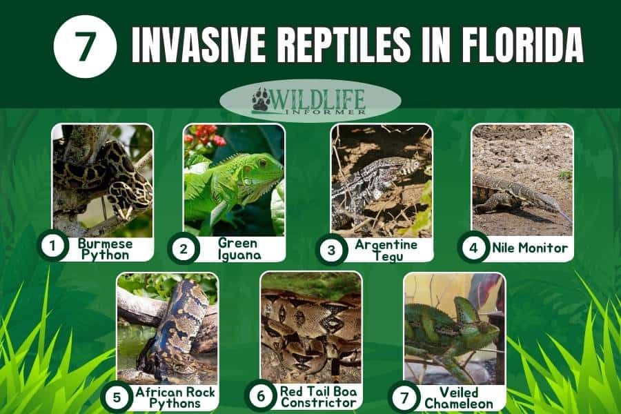 7 of the Most Invasive Reptiles in Florida - Wildlife Informer