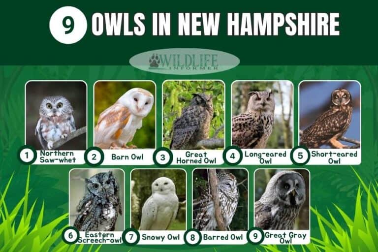 9 Owls in New Hampshire (With Pictures) - Wildlife Informer