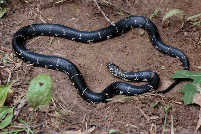 Black Snakes in Florida (11 Species With Pictures) - Wildlife Informer