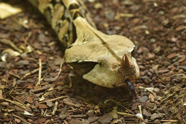 How to Identify a Venomous Snake (7 Tips) - Wildlife Informer