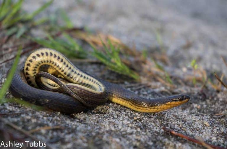 Water Snakes in North Carolina (13 Species With Pictures) - Wildlife ...
