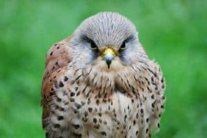 Falcons in Wisconsin (4 Species With Pictures) - Wildlife Informer