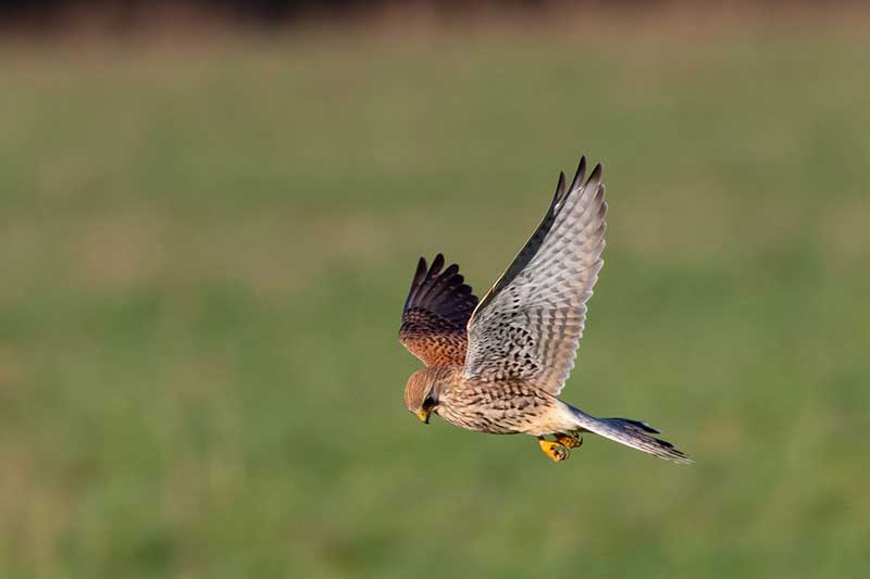 15 Interesting Facts About American Kestrels - Wildlife Informer