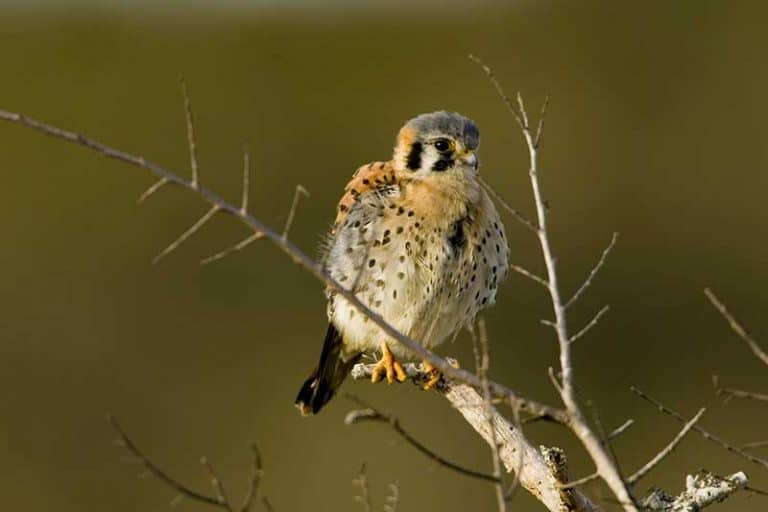 8 Types of Falcons in North America - Wildlife Informer