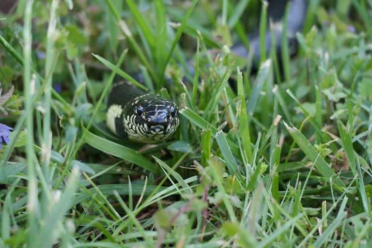 Black Snakes in Florida (11 Species With Pictures) - Wildlife Informer