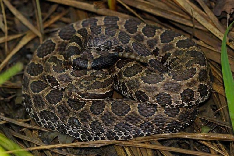 List of Venomous Snakes Found in Each U.S. State - Wildlife Informer