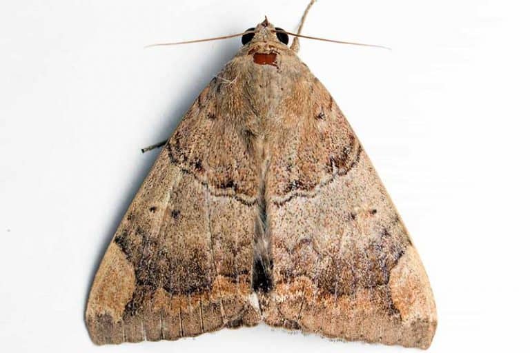 20 Common Winter Pests That Invade Homes and Yards - Wildlife Informer