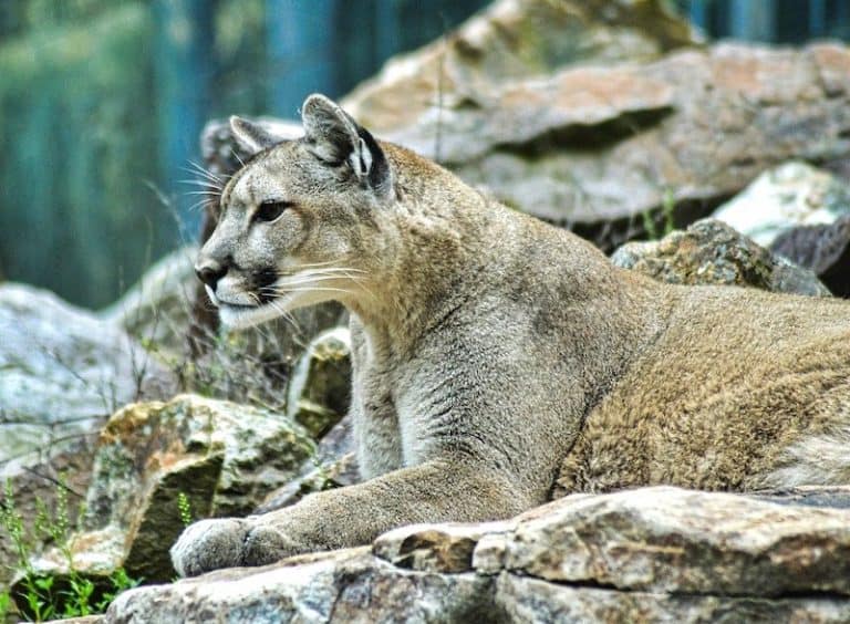 10 Interesting Facts About Mountain Lions - Wildlife Informer