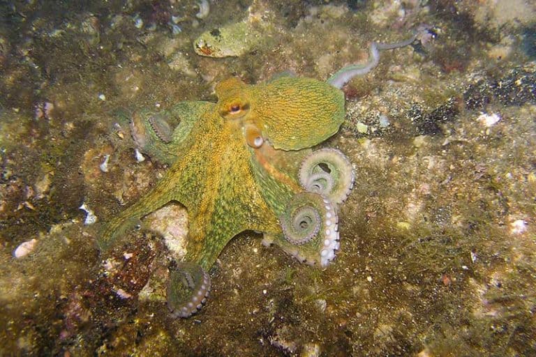 8 Awesome Animals With Multiple Hearts (Pictures) - Wildlife Informer