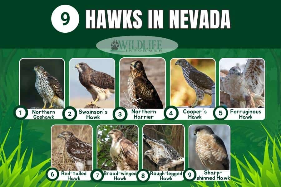 9 Hawks in Nevada (With Pictures) - Wildlife Informer
