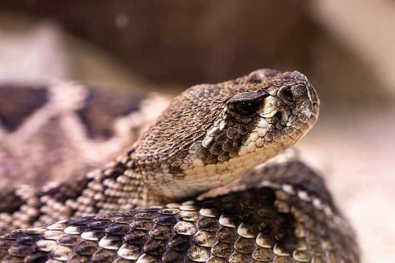 How to Identify a Venomous Snake (7 Tips) - Wildlife Informer
