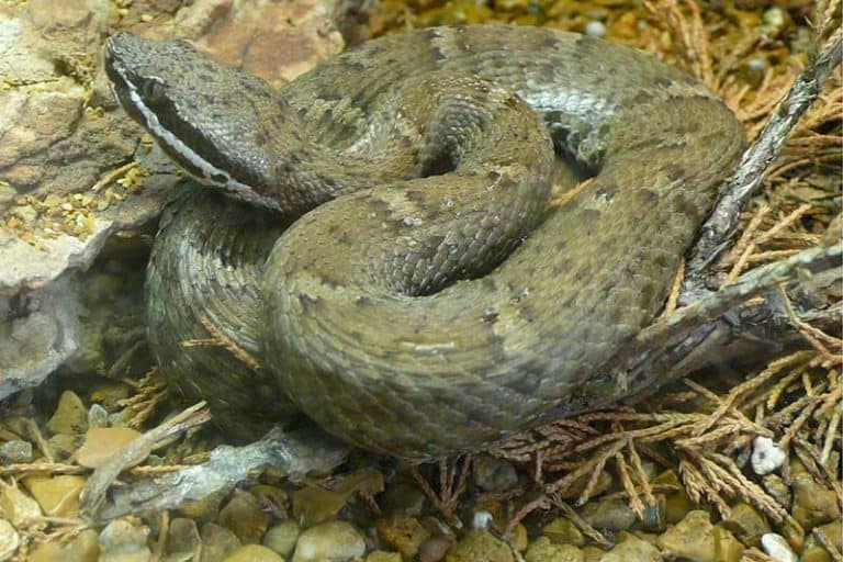 22 Species of Venomous Snakes in the US (With Pictures) - Wildlife Informer