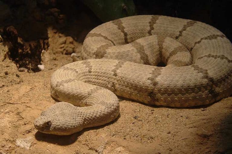22 Species of Venomous Snakes in the US (With Pictures) - Wildlife Informer