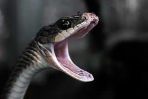 Do Non-Venomous Snakes Have Teeth? - Wildlife Informer