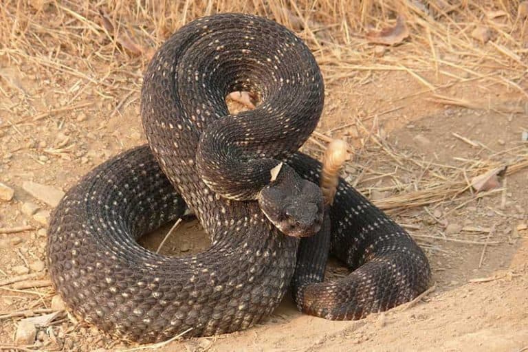 22 Species of Venomous Snakes in the US (With Pictures) - Wildlife Informer