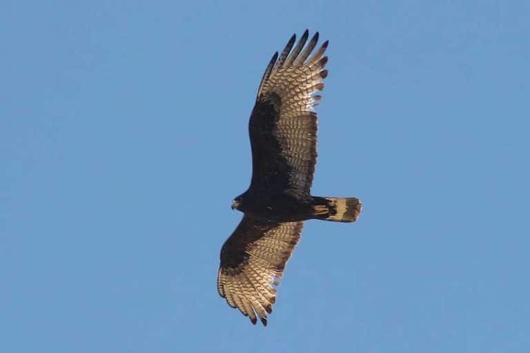 19 Types of Hawks in North America (Pictures) - Wildlife Informer