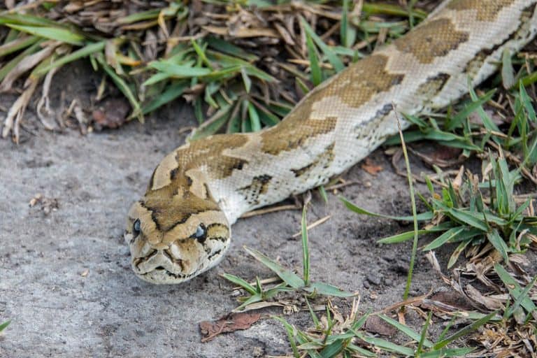 How Do Snakes Give Birth? - Snake Reproduction Explained - Wildlife ...