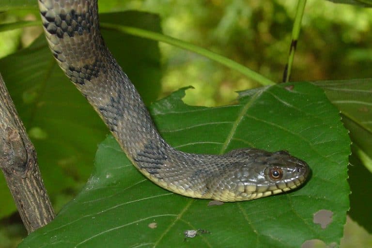 Water Snakes in Missouri (8 Species With Pictures) - Wildlife Informer