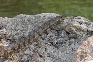 Water Snakes in Tennessee (9 Species With Pictures) - Wildlife Informer