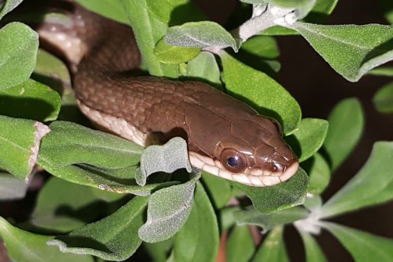 Water Snakes in Missouri (8 Species With Pictures) - Wildlife Informer