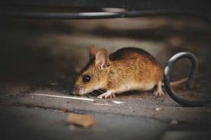 30 Commonly Asked Questions and Facts About House Mice - Wildlife Informer