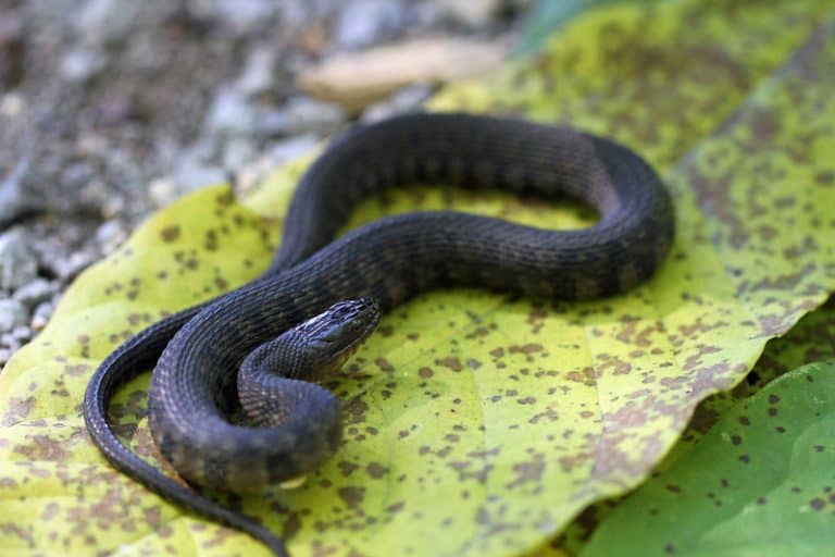 19 Species of Water Snakes in North America - Wildlife Informer