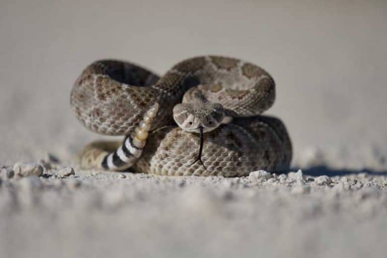 12 Animals That Can See Infrared (with Pictures) - Wildlife Informer