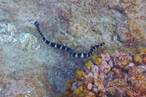 How Do Snakes Give Birth? - Snake Reproduction Explained - Wildlife ...