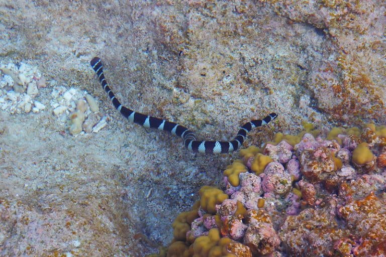 How Do Snakes Give Birth? - Snake Reproduction Explained - Wildlife ...