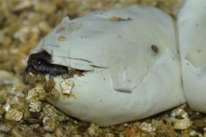 How Do Snakes Give Birth? - Snake Reproduction Explained - Wildlife ...