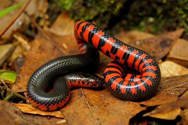 Water Snakes in Missouri (8 Species With Pictures) - Wildlife Informer