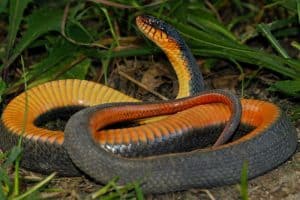 Water Snakes in Tennessee (9 Species With Pictures) - Wildlife Informer
