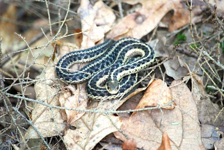 Do Snakes Have Bones? (Here's What You Should Know) - Wildlife Informer