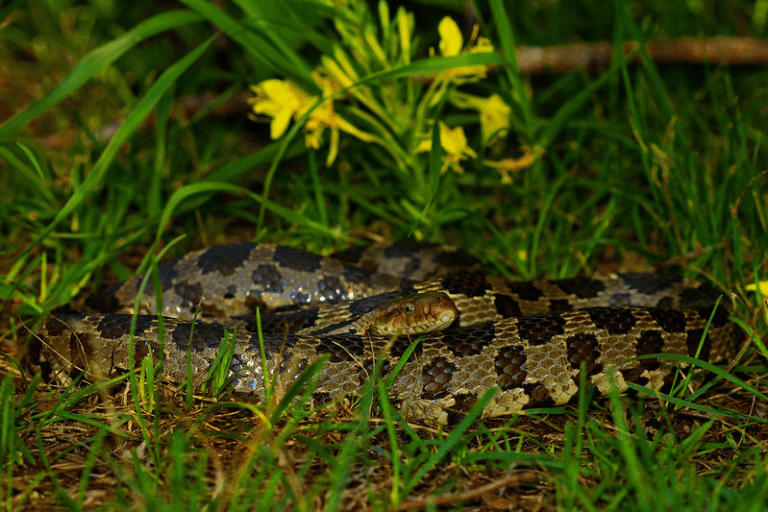 Water Snakes in Ohio (7 Species With Pictures) - Wildlife Informer