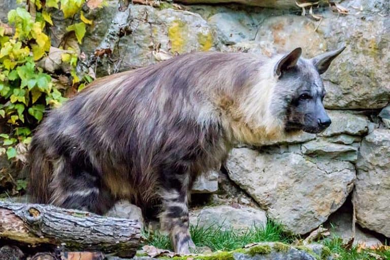 35 REAL Examples of Carnivores (With Pictures) - Wildlife Informer