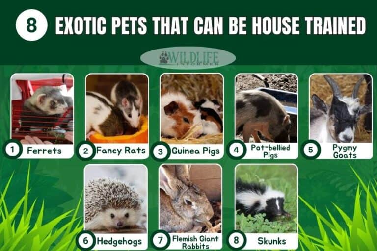 8 Exotic Pets That Can Be House Trained (With Pictures) - Wildlife Informer