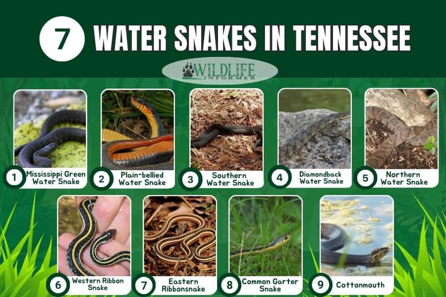 Water Snakes in Tennessee (9 Species With Pictures) - Wildlife Informer