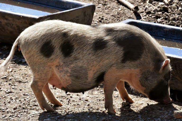 27 Real Examples of Omnivores (With Pictures) - Wildlife Informer